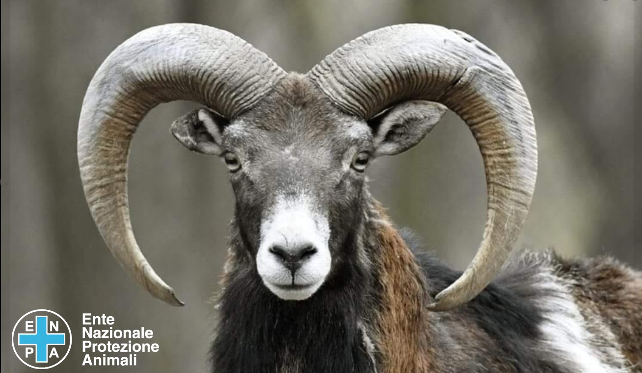 Eradicazione dei mufloni al Giglio: il Tar Toscana (ri)boccia gli ...